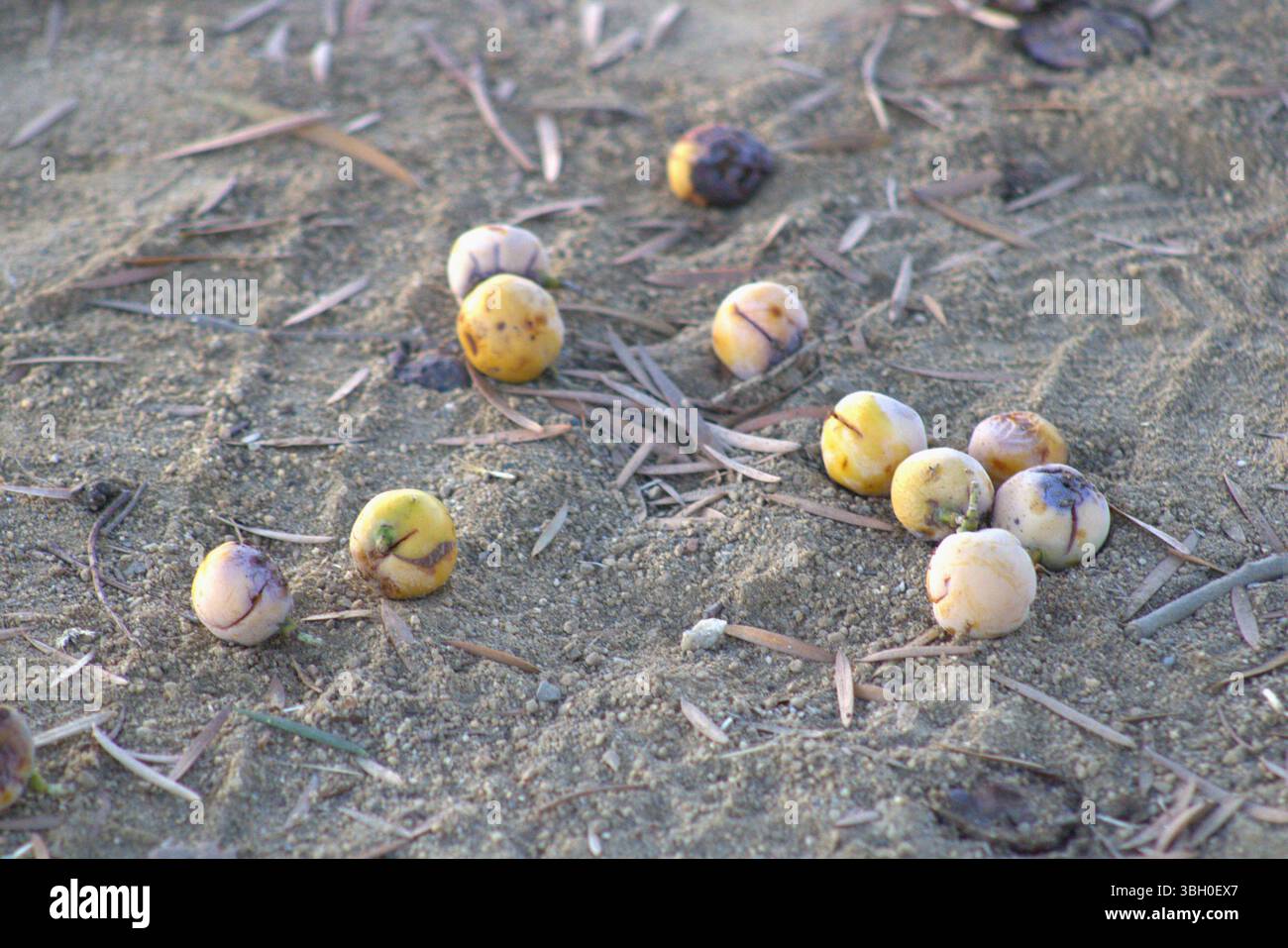 squashed berries fallen from tree on ground Stock Photo - Alamy