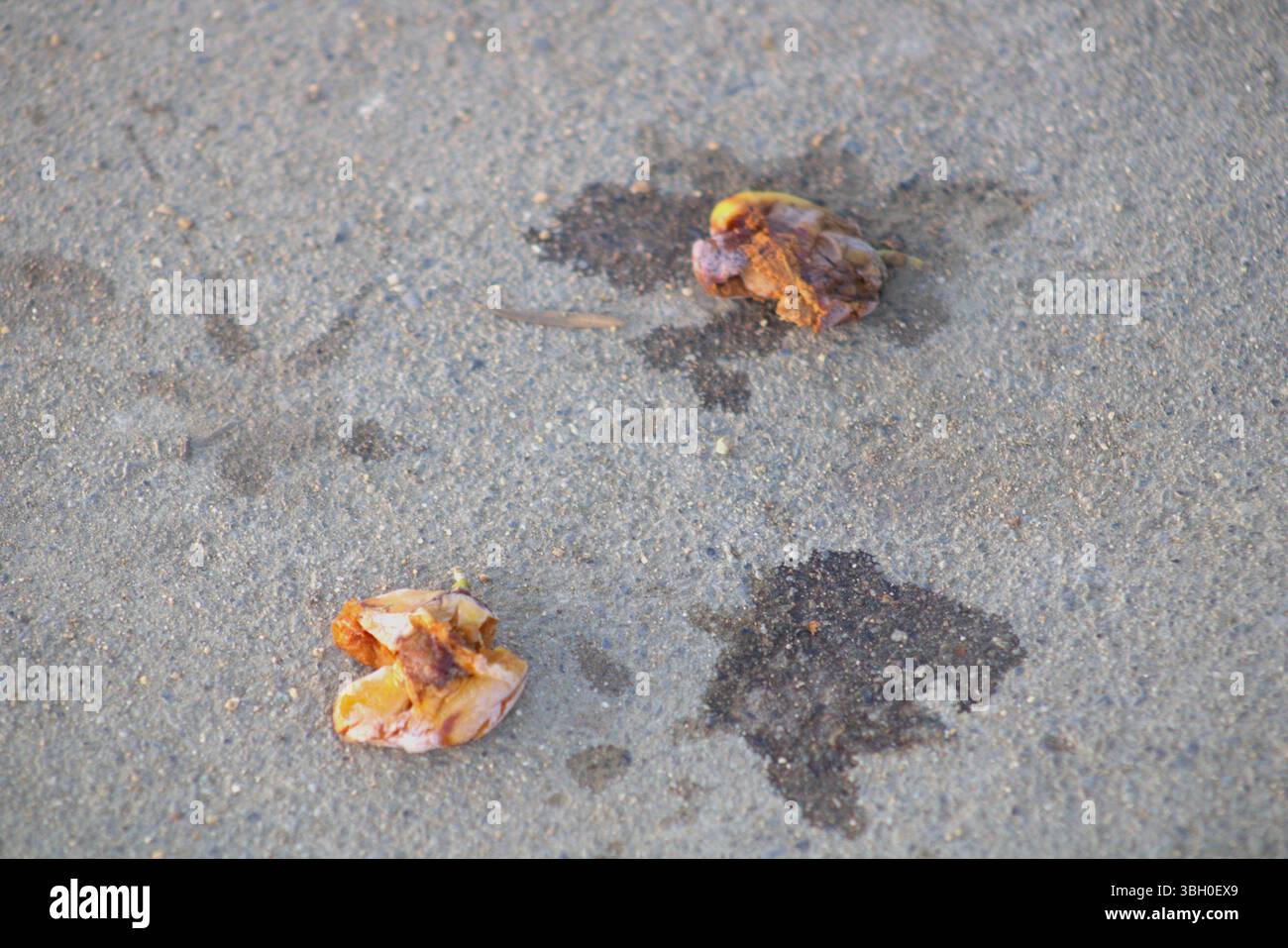 squashed berries fallen from tree on ground Stock Photo - Alamy