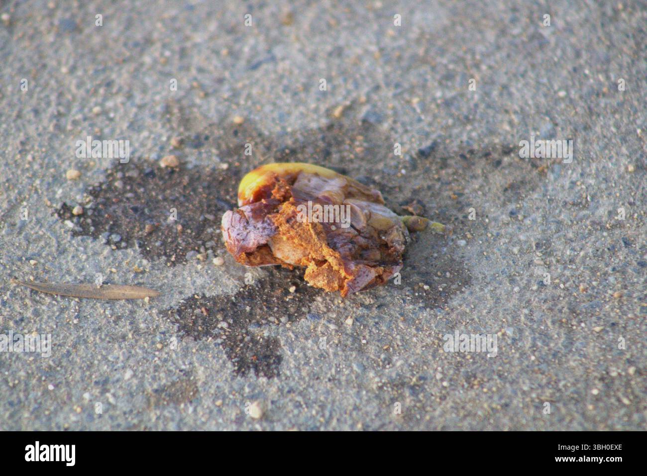 squashed berries fallen from tree on ground Stock Photo - Alamy