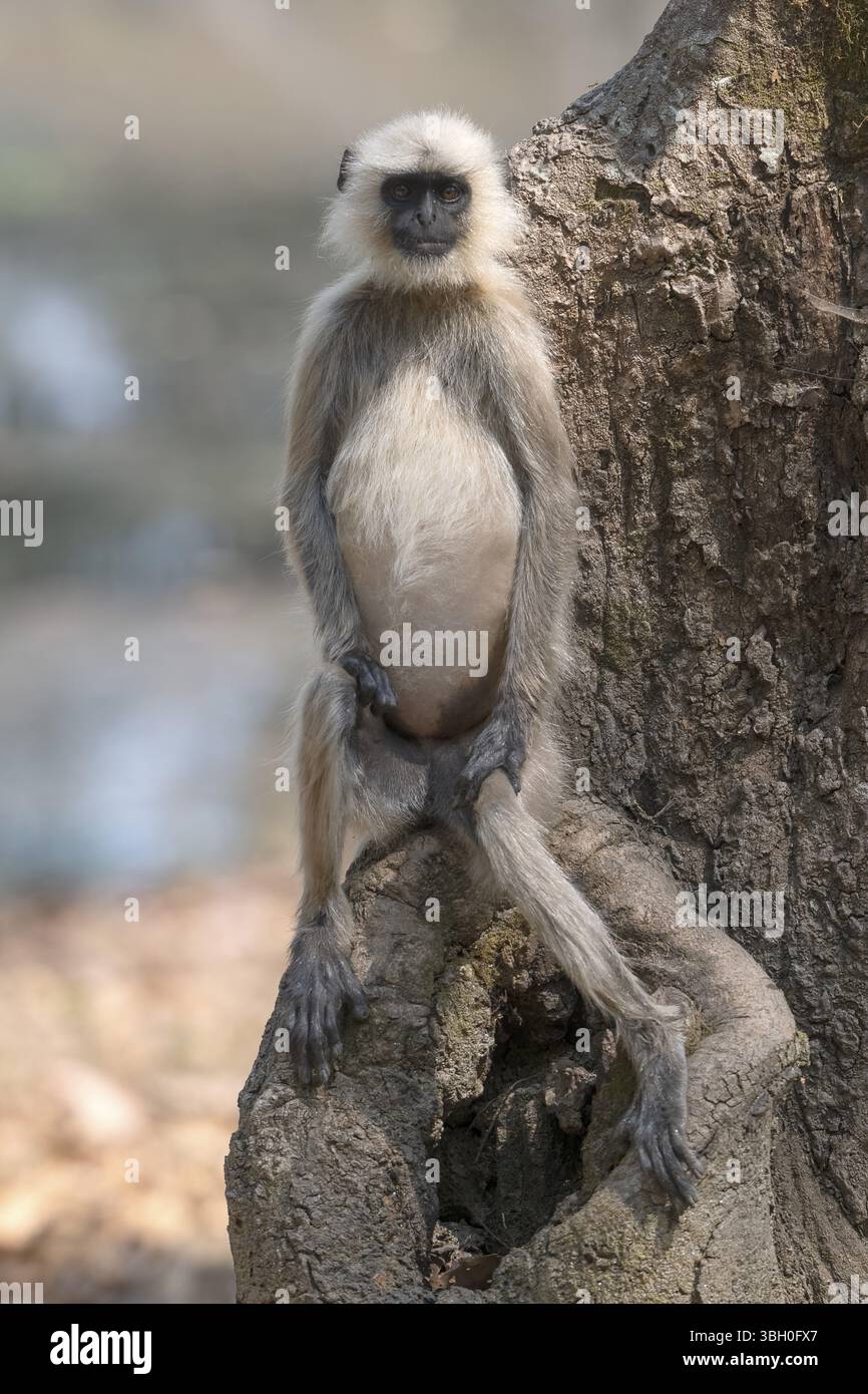 Northern plains gray langur (Semnopithecus entellus), primate, eye ...