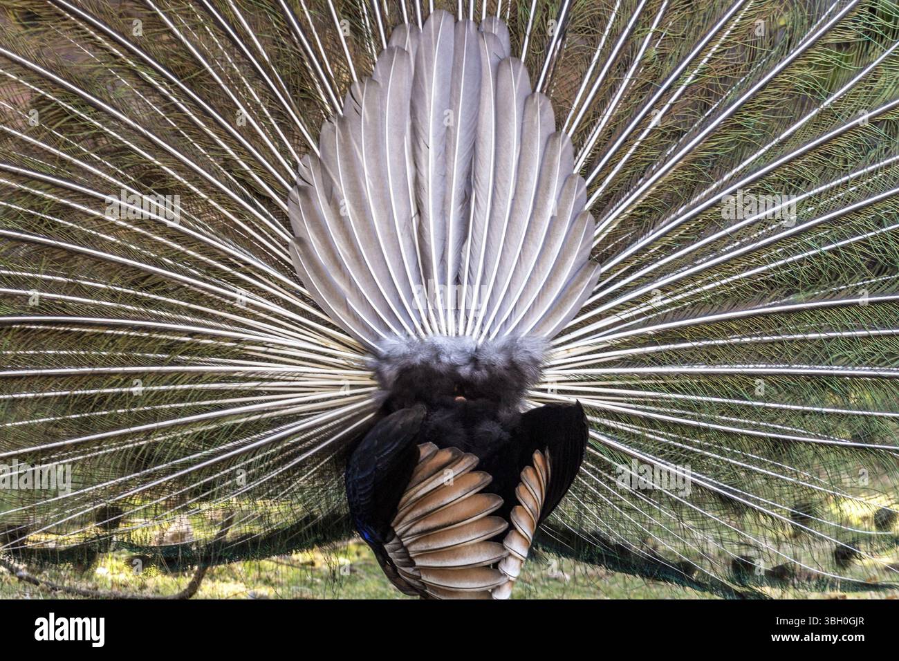 The back of a beautiful male peacock showing off its feathers Stock ...