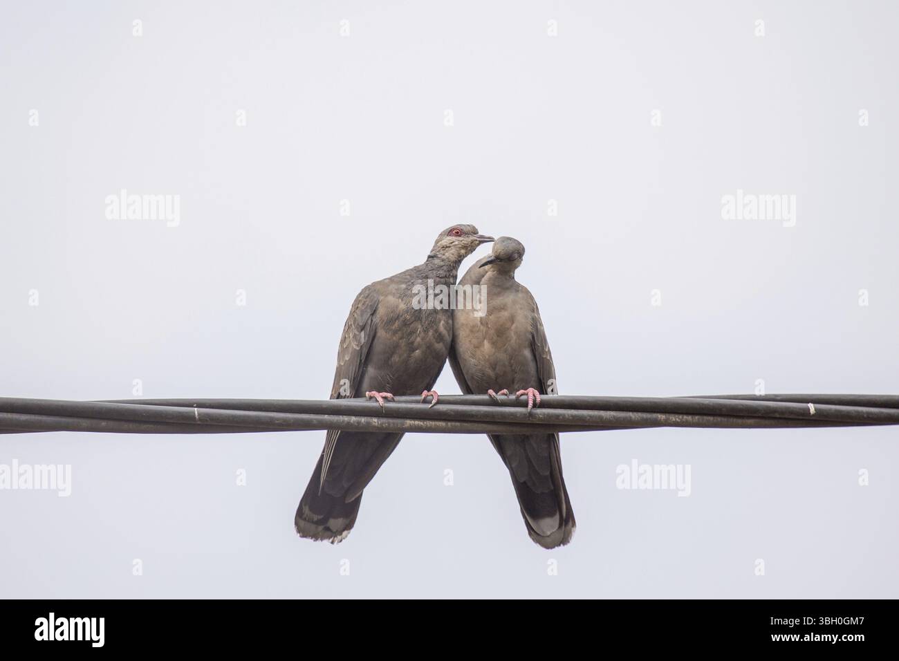 Two Dusky Turtle Doves showing affection during a mating ritual Stock ...