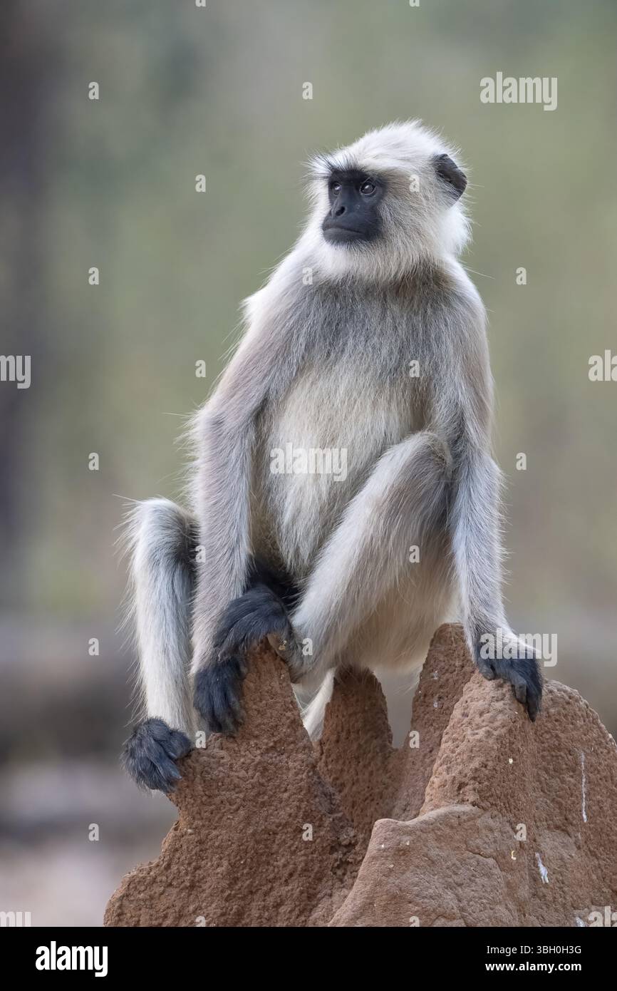 Northern plains gray langur (Semnopithecus entellus), primate, on ...