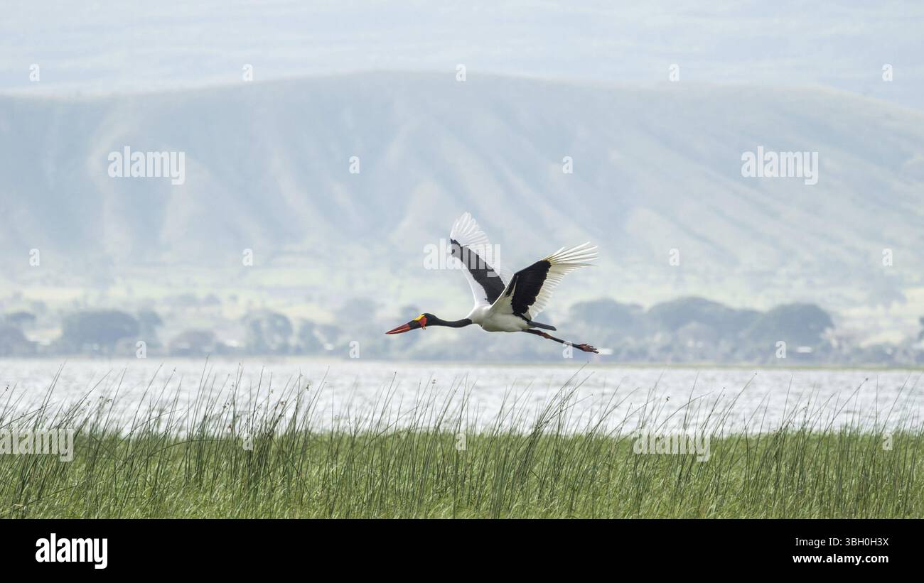 Saddlebill in mid flight over Hawassa Lake Stock Photo - Alamy