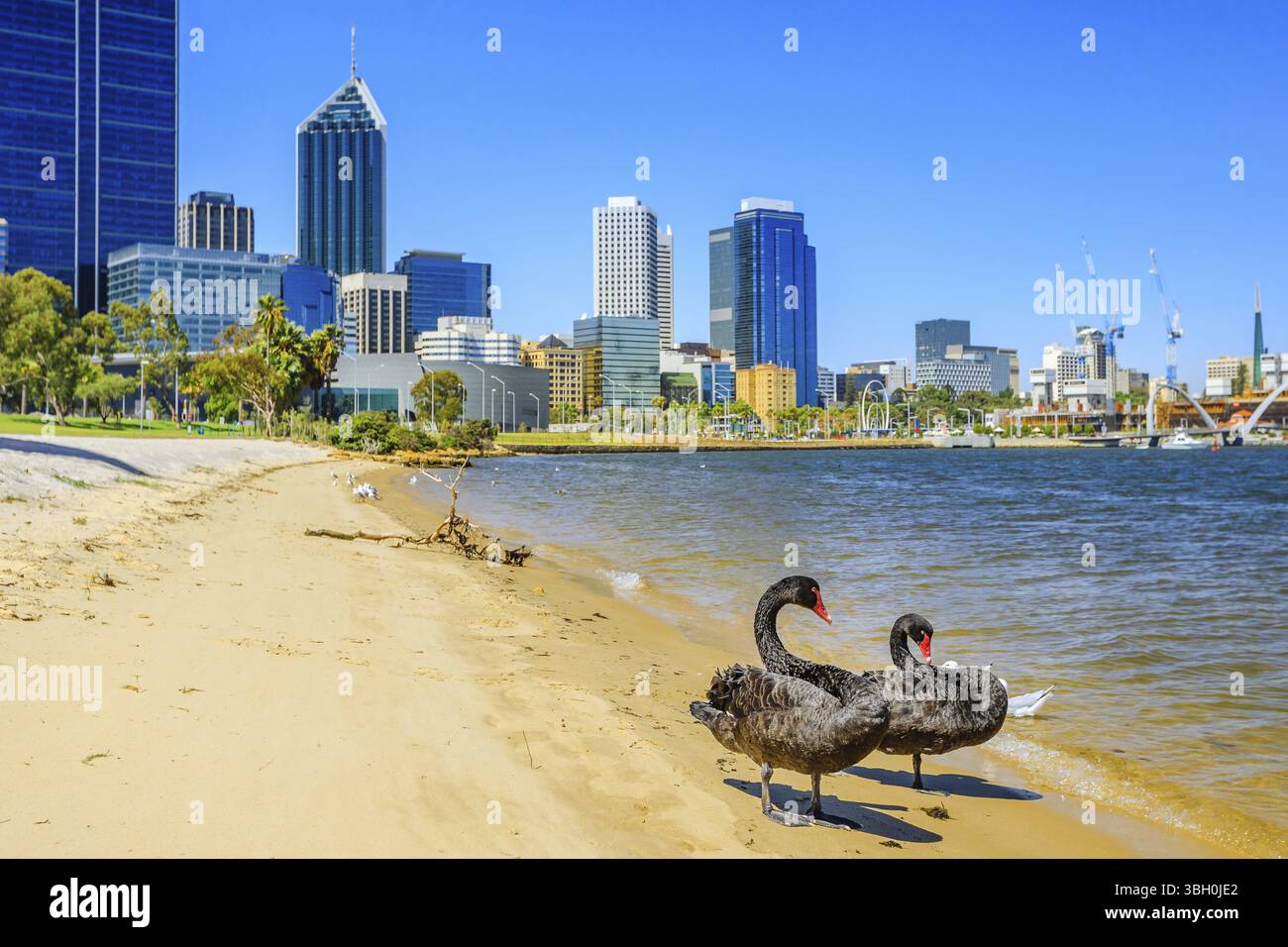 Two Black Swans on the shoreline of Swan River in Perth, Western ...