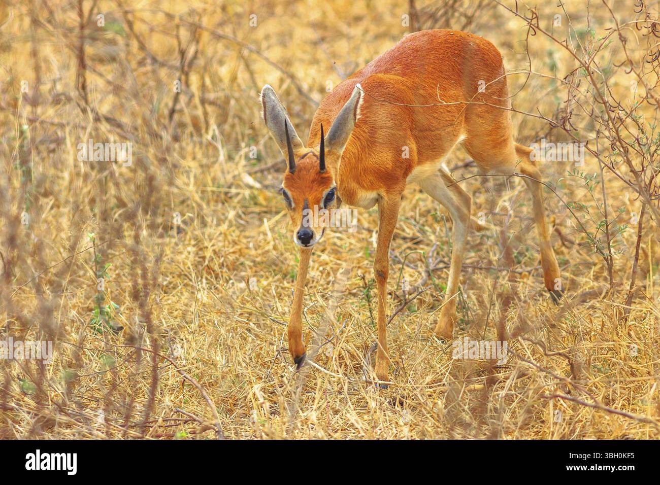 Male of Dik Dik standing in grassland nature, dry season. Kruger ...
