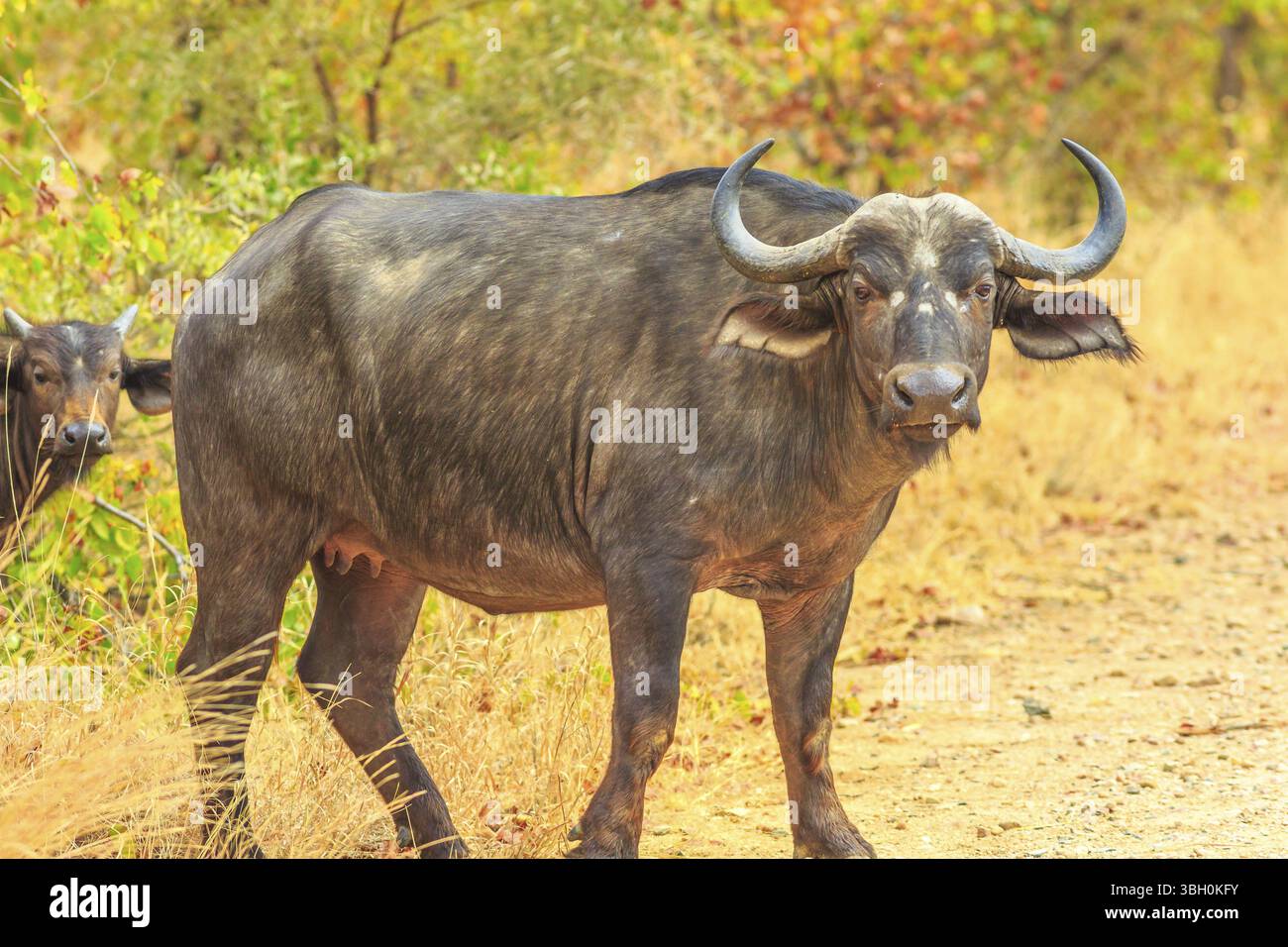 Adult male of African buffalo species Syncerus caffer, standing in ...