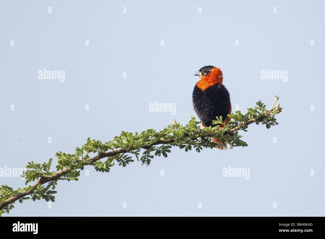 Black-winged Red Bishop sitting on a small twig in Langano, Ethiopia ...
