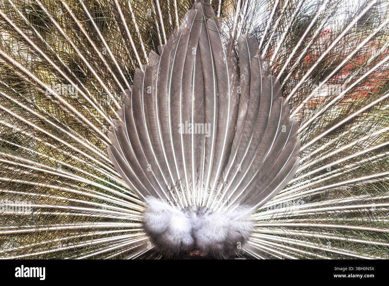 The back of a beautiful male peacock showing off its feathers Stock ...