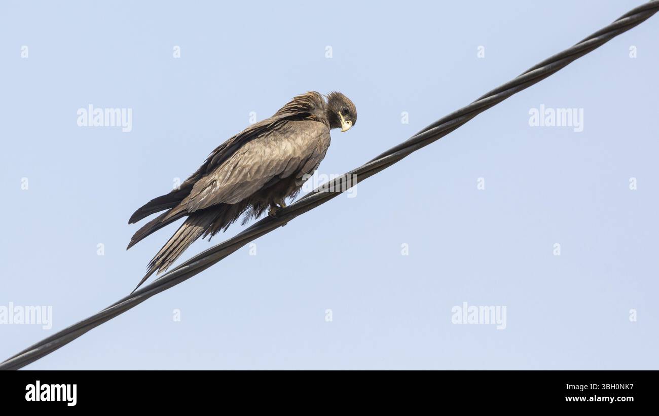 Black Kite, a medium sized bird of pray locally known as Amora Stock ...