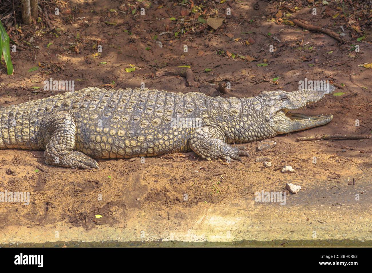 African Crocodiles angry in Ezemvelo KZN Wildlife. Nile Crocodile in St Lucia Estuary within ...