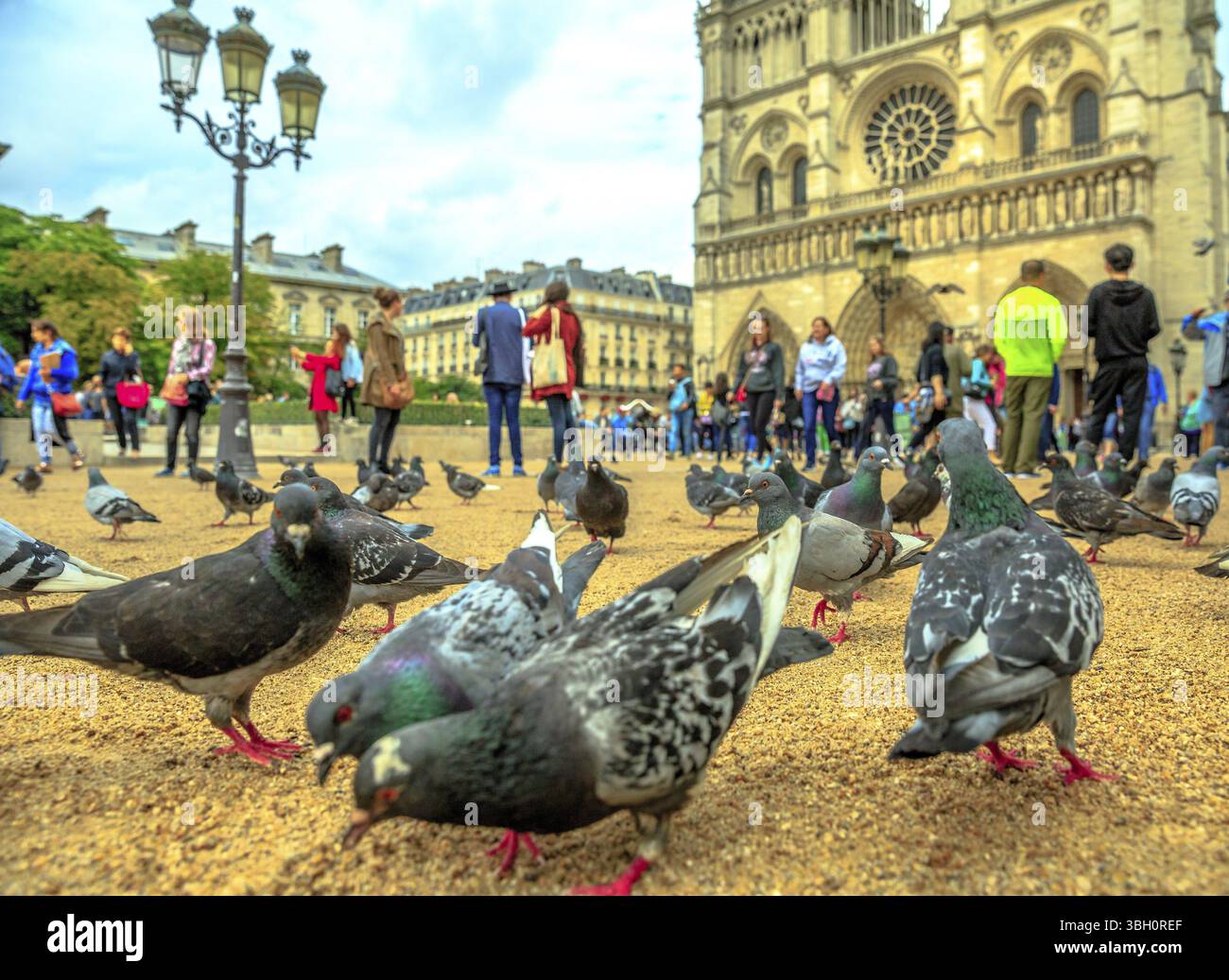 Closeup of many pigeons eating on the ground in Notre Dame square. On ...