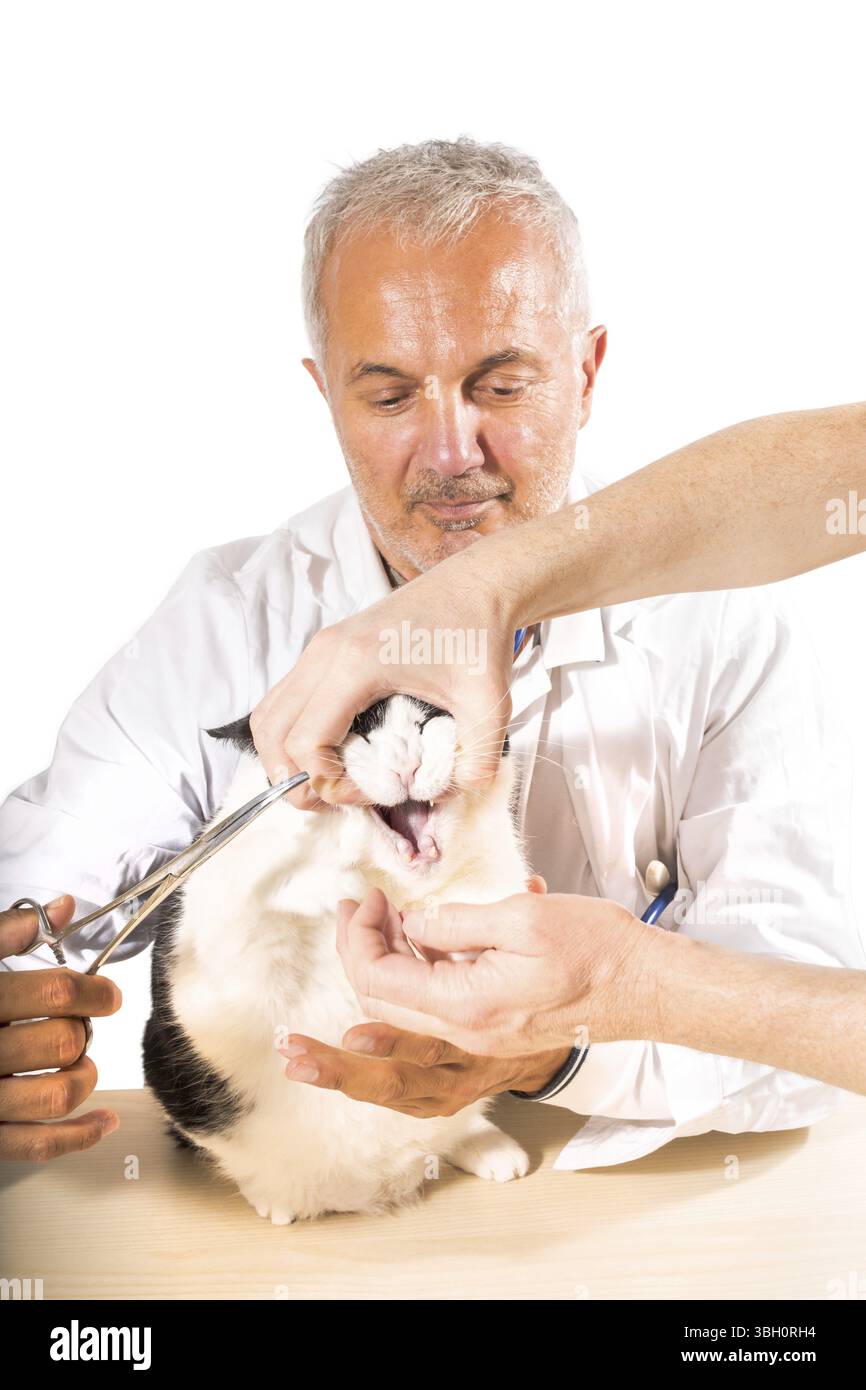 Veterinarian male doctor caring teeth of a cat with surgical clamps on ...