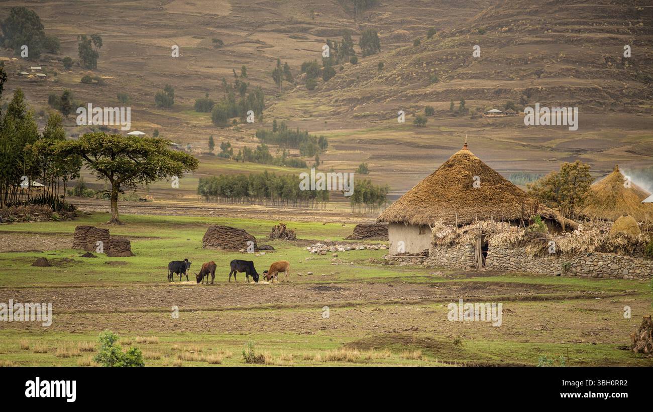 Cattle grazing near a small village hut with Tatched roof Sendafa area ...