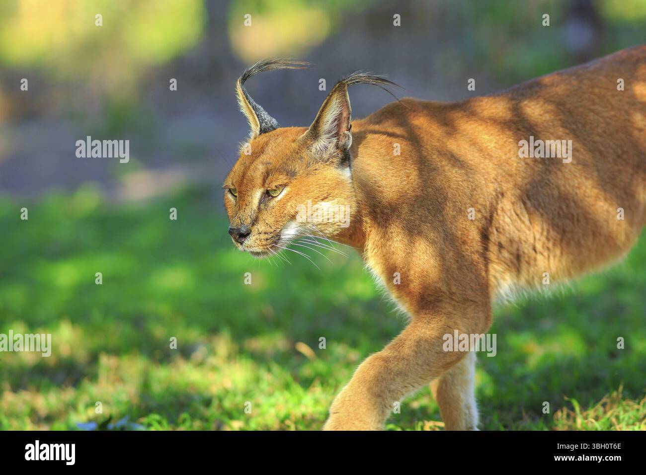 Closeup of Caracal, African lynx. Desert cat walking in green grass vegetation. Wild cat in ...