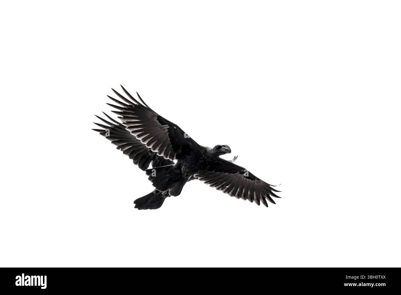 Two crows flying in the air in tandem at close proximity Stock Photo ...