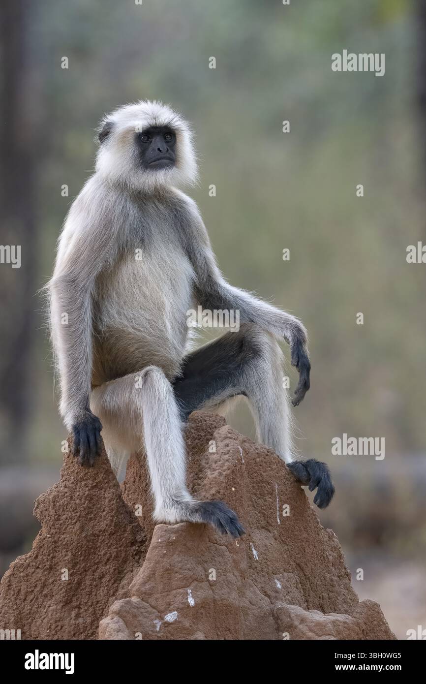Northern plains gray langur (Semnopithecus entellus), primate, on ...