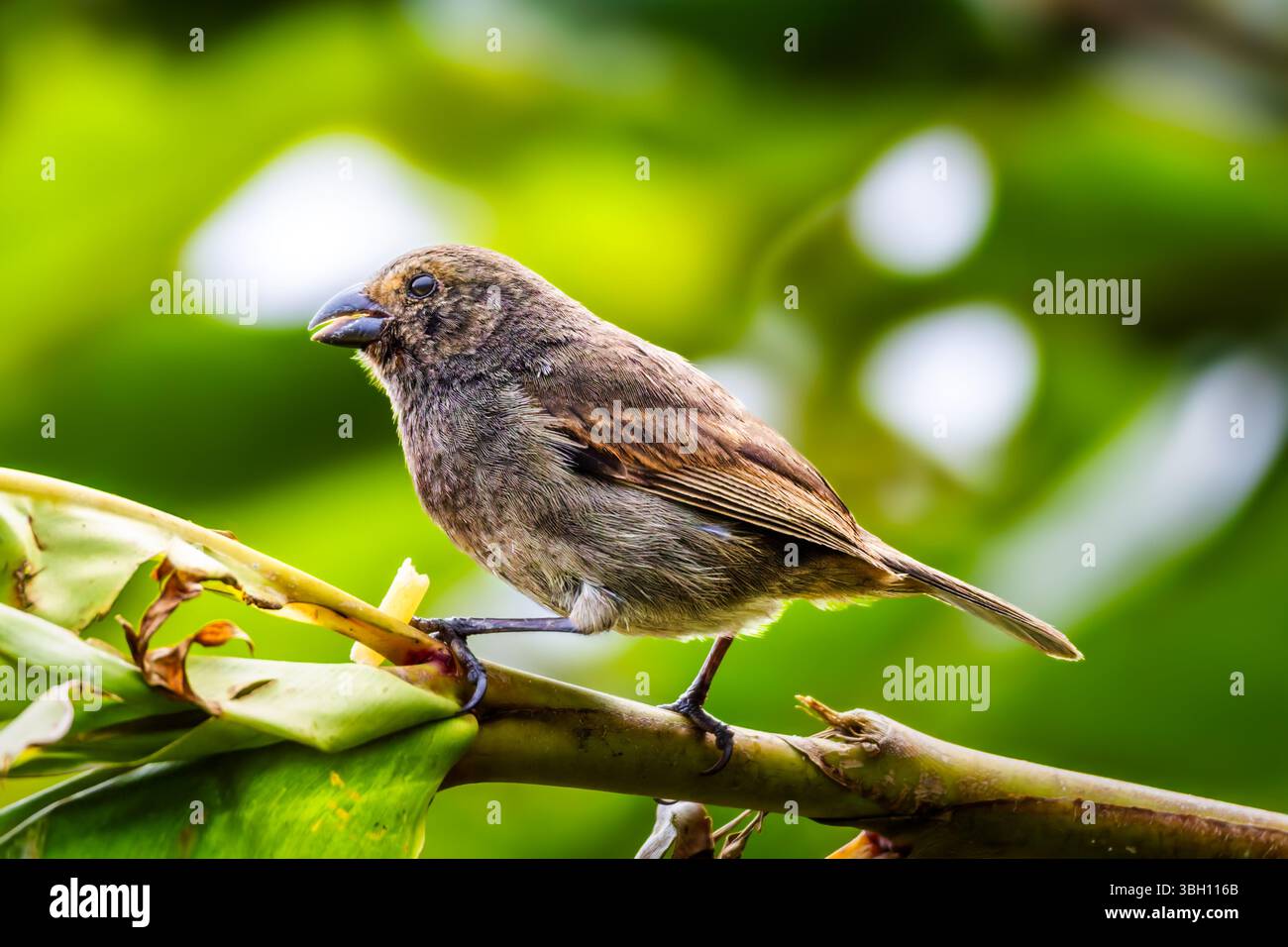 Female Lesser Antillean Bullfinch in Martinique, France Stock Photo - Alamy