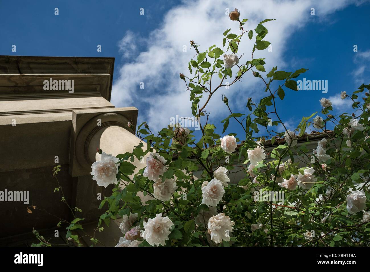 White rose flowers variety with column in background Stock Photo - Alamy
