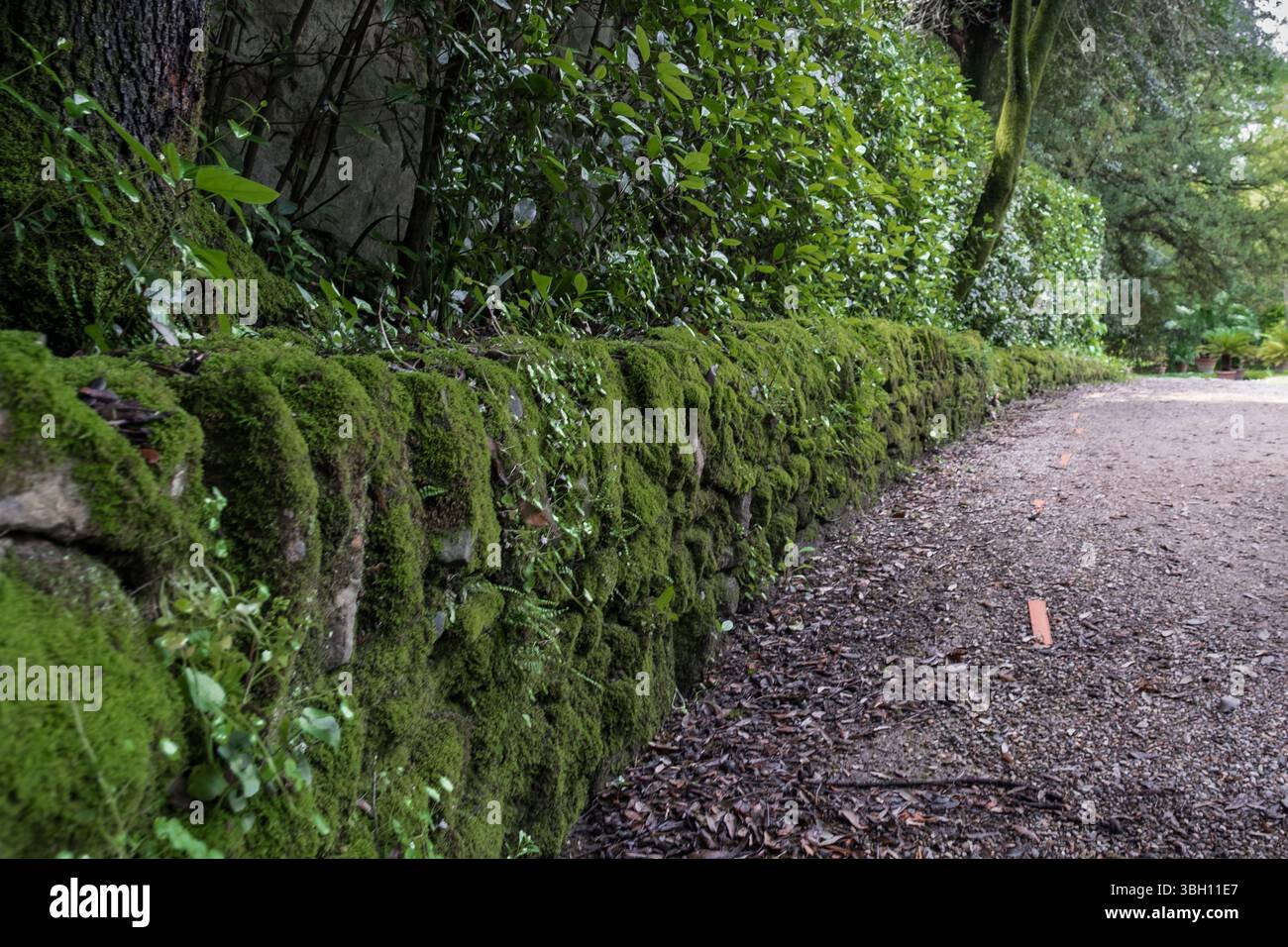 Gravel pathway bordered hi-res stock photography and images - Alamy