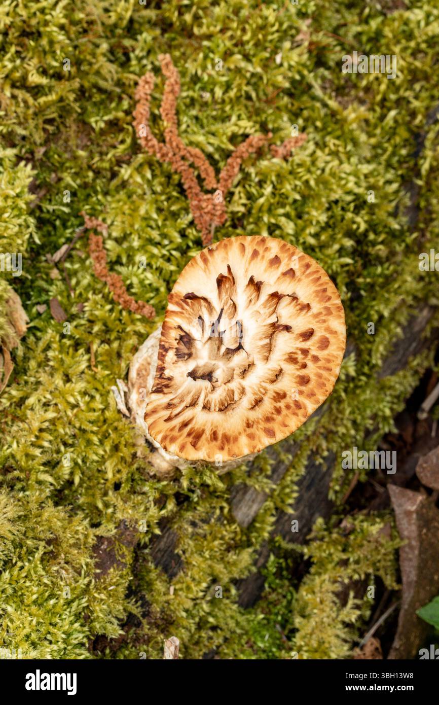 Natural close up Fungi plant portrait of Dryads Saddle, Polyporus ...