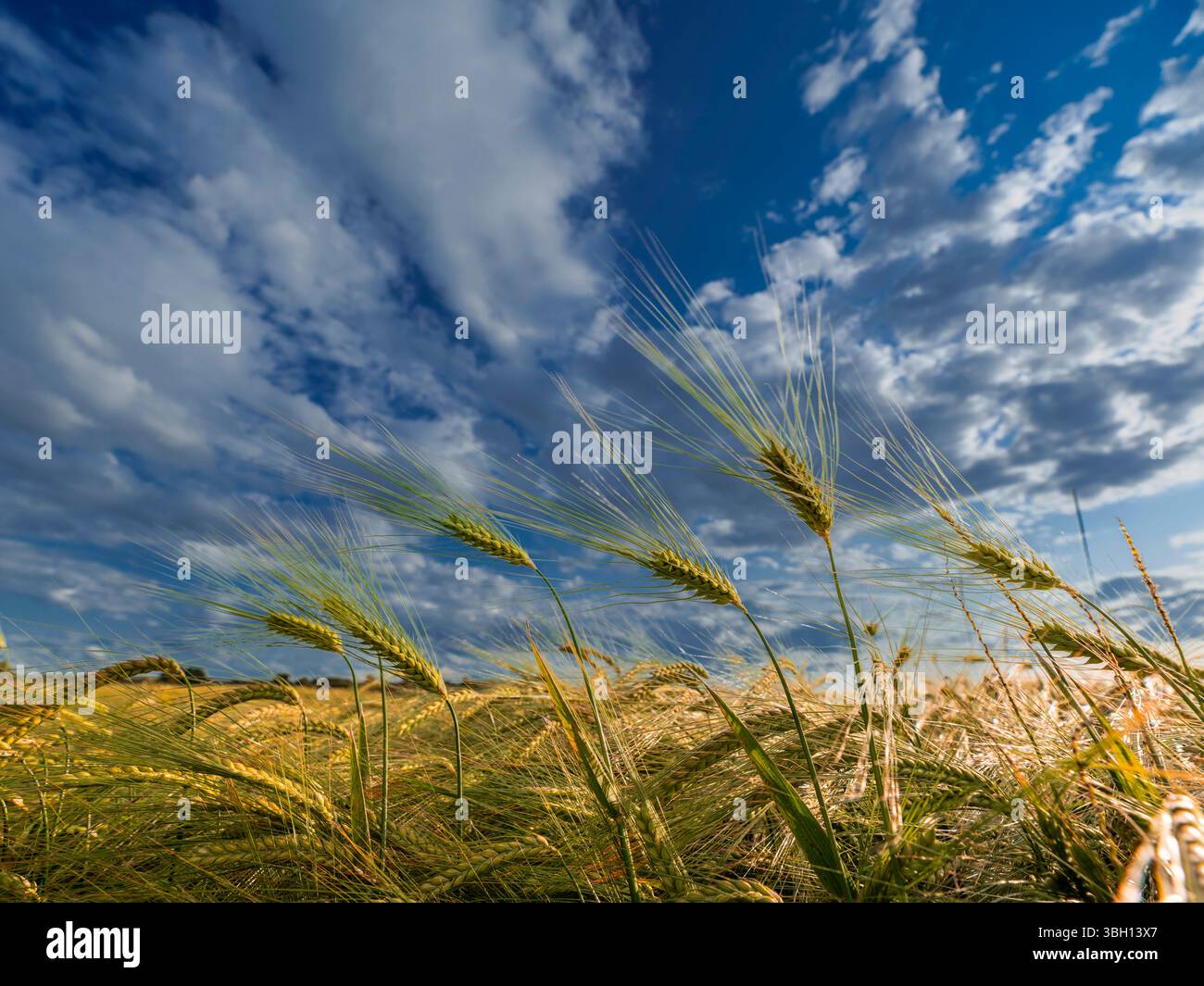 Getreidefeld, Gerstenfeld, Feld mit Gerste mit langen Grannen vor ...