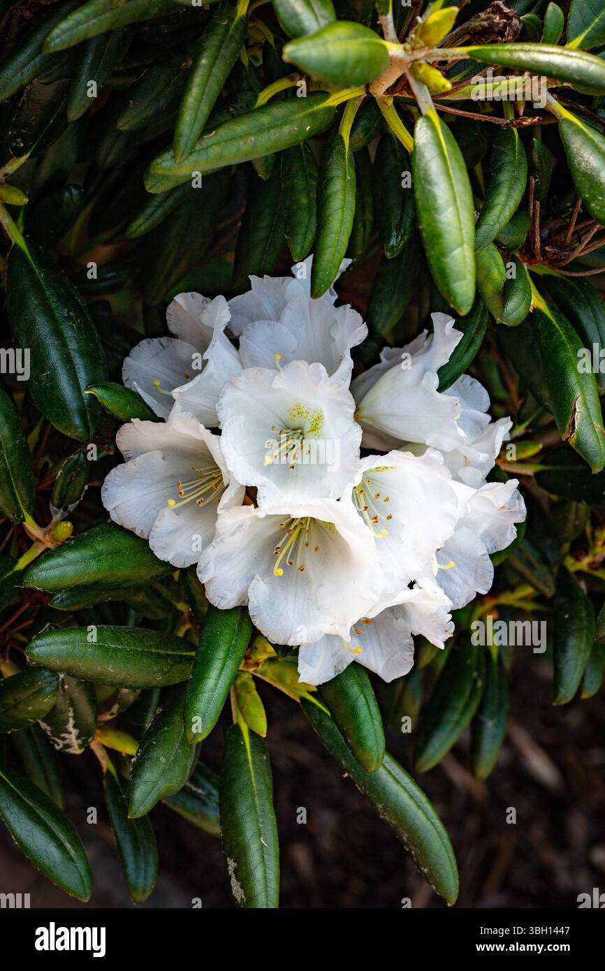 Natural close up flowering plant portrait of the pure Rhododendron ...