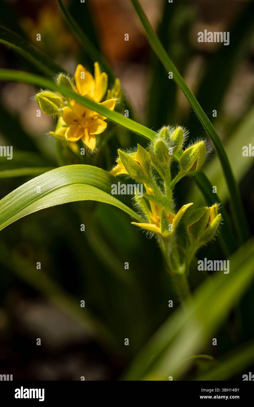 Natural close up flowering plant portrait of the cute Hypoxis ...