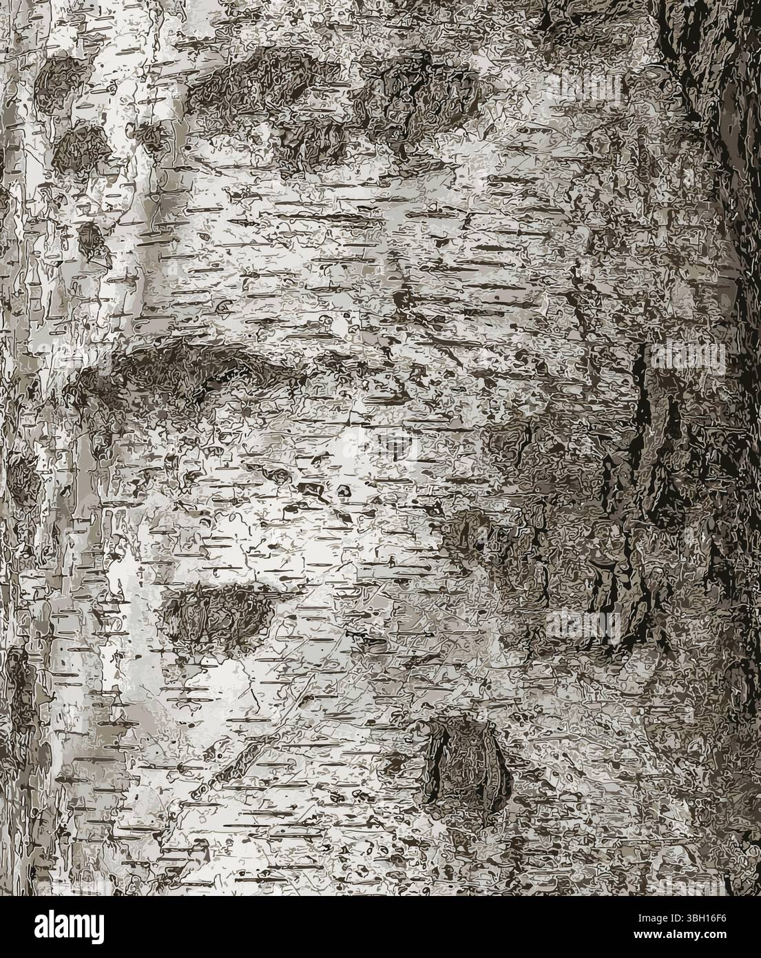 Vector illustration of Birch bark texture. Birch bark background. The birch tree trunk, Betula ...