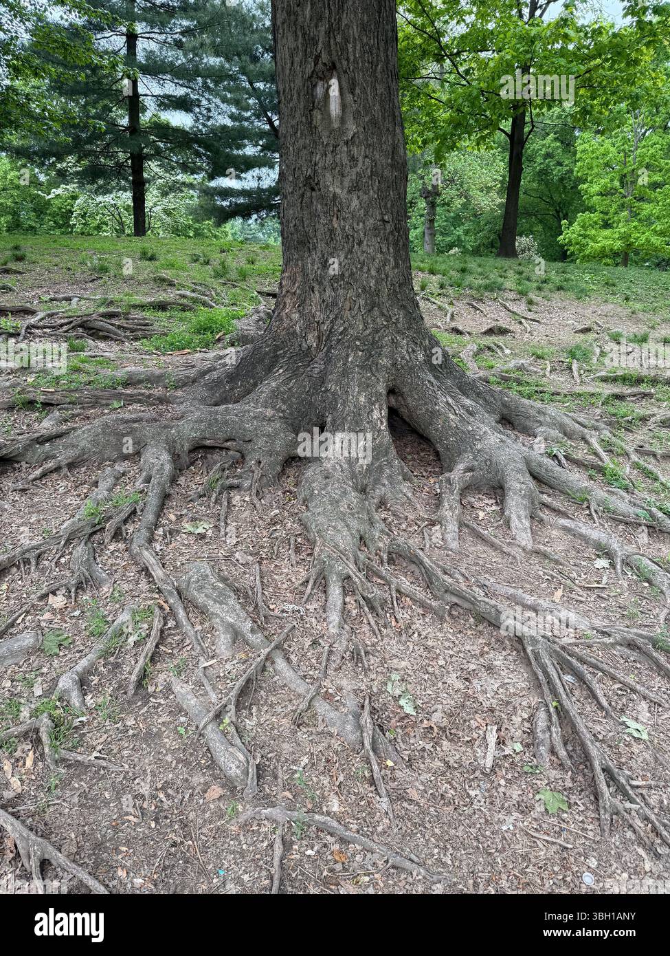 Tree roots above ground in Prospect Park, Brooklyn, New York Stock ...