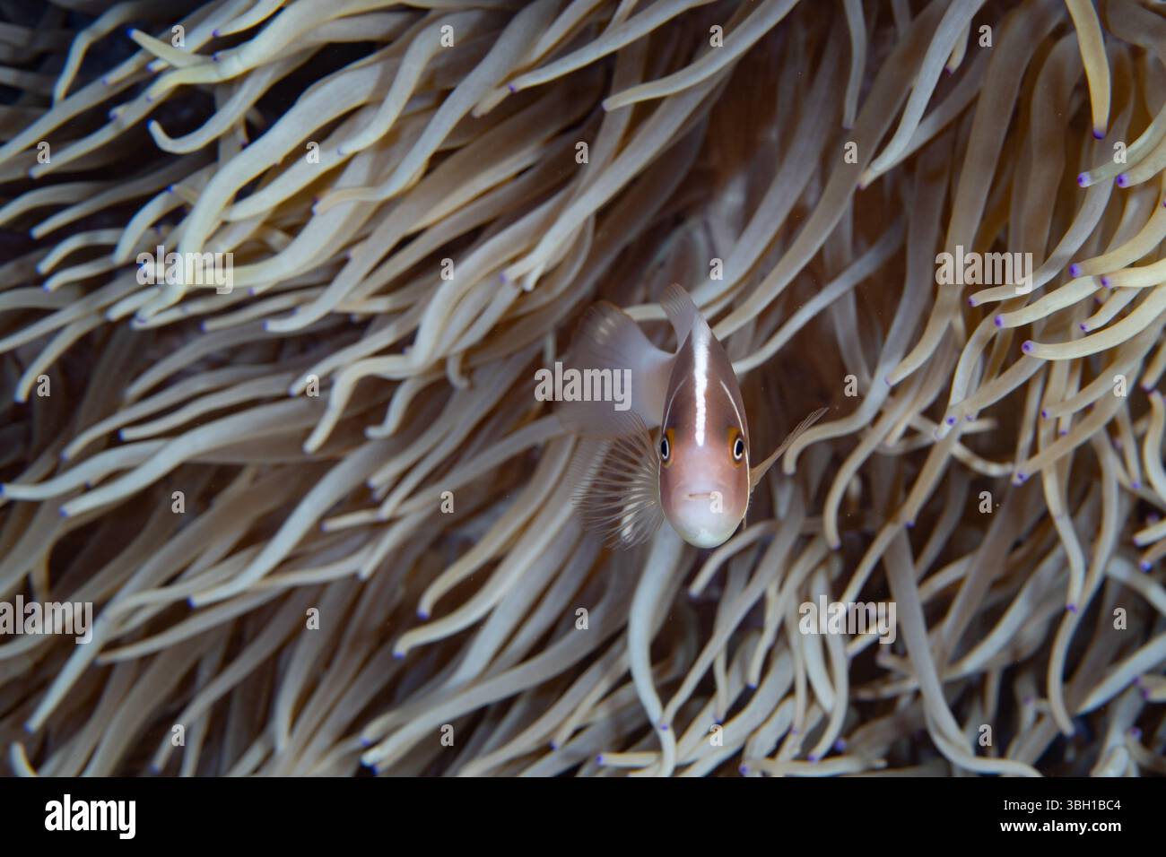 A Pink anemonefish, Amphiprion perideraion, swims among the tentacles ...