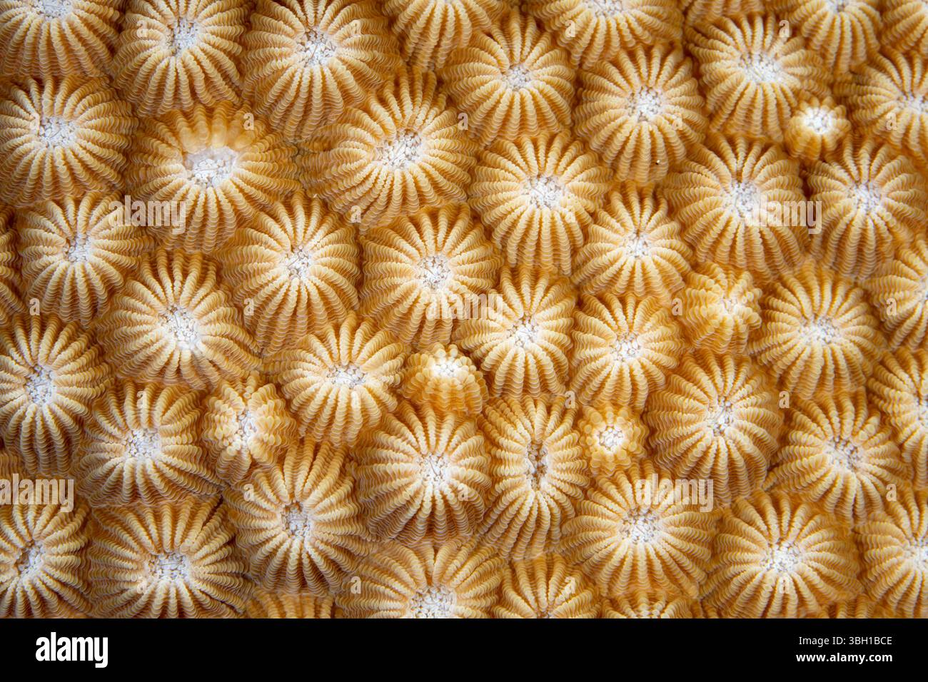 Detail of a reef-building coral colony growing on a reef in Raja Ampat ...