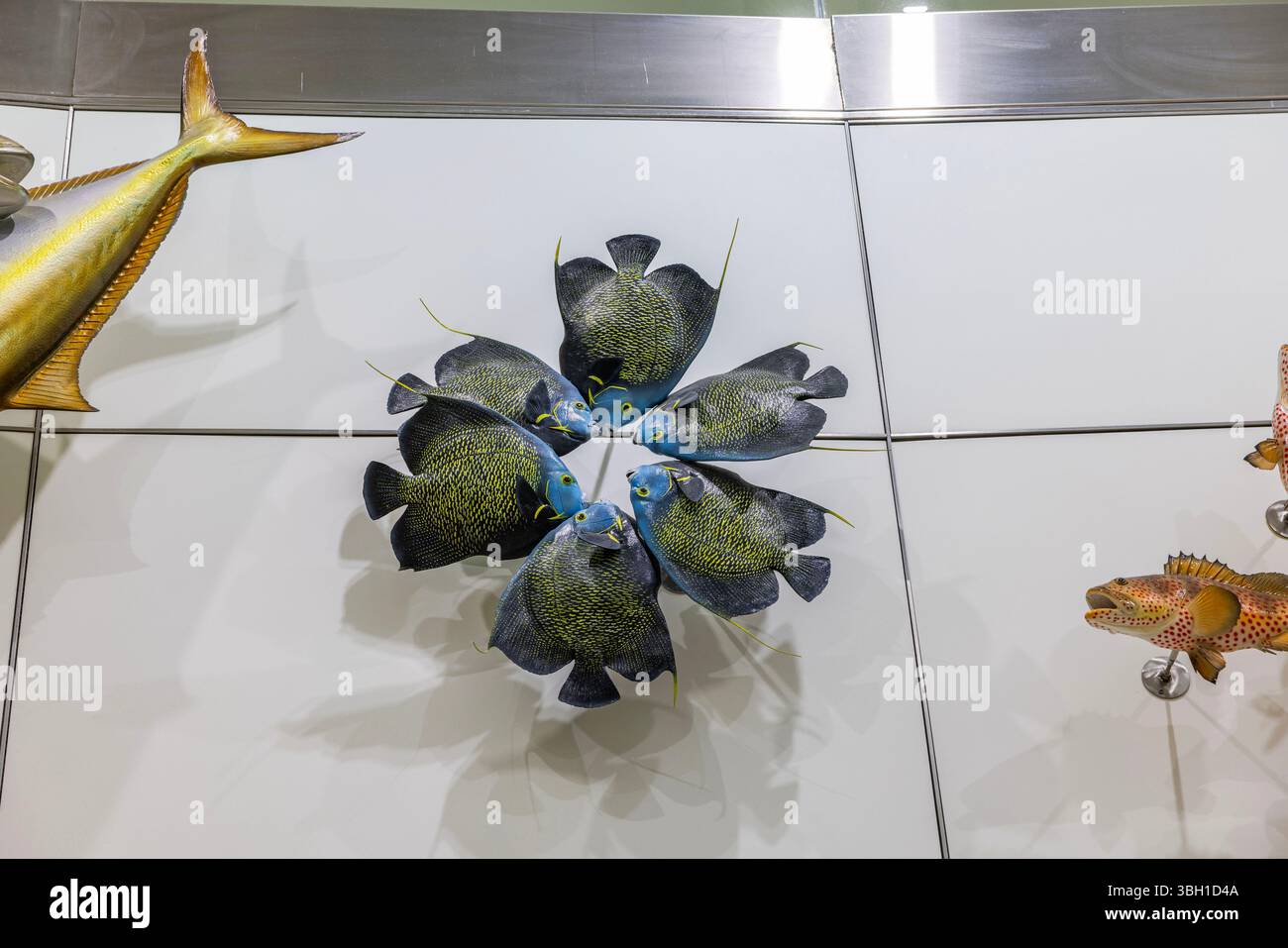 Wall display of decorative artificial fish mounted in circular pattern ...
