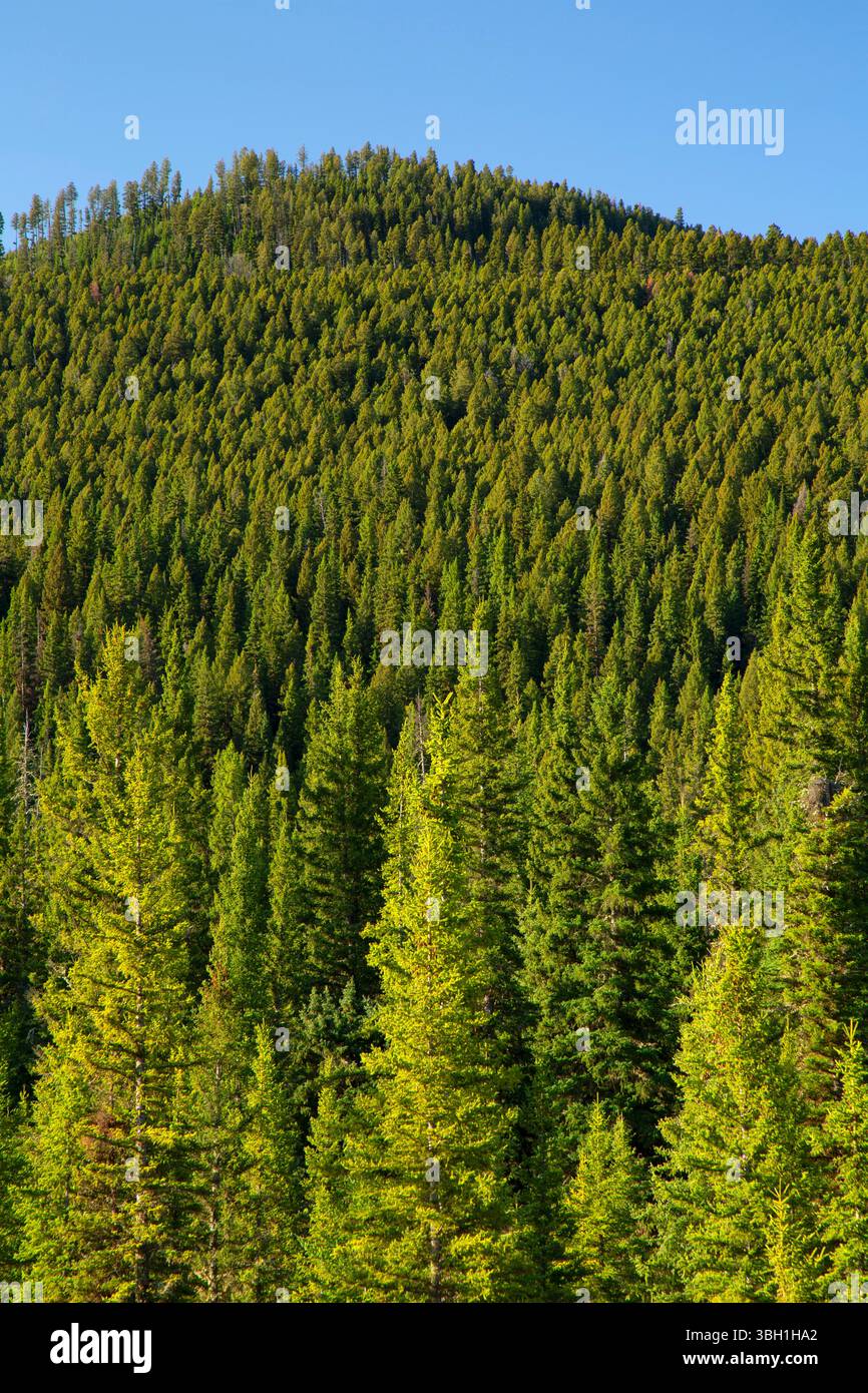 Evergreen forest, Kings Hill Scenic Byway, Lewis and Clark National ...