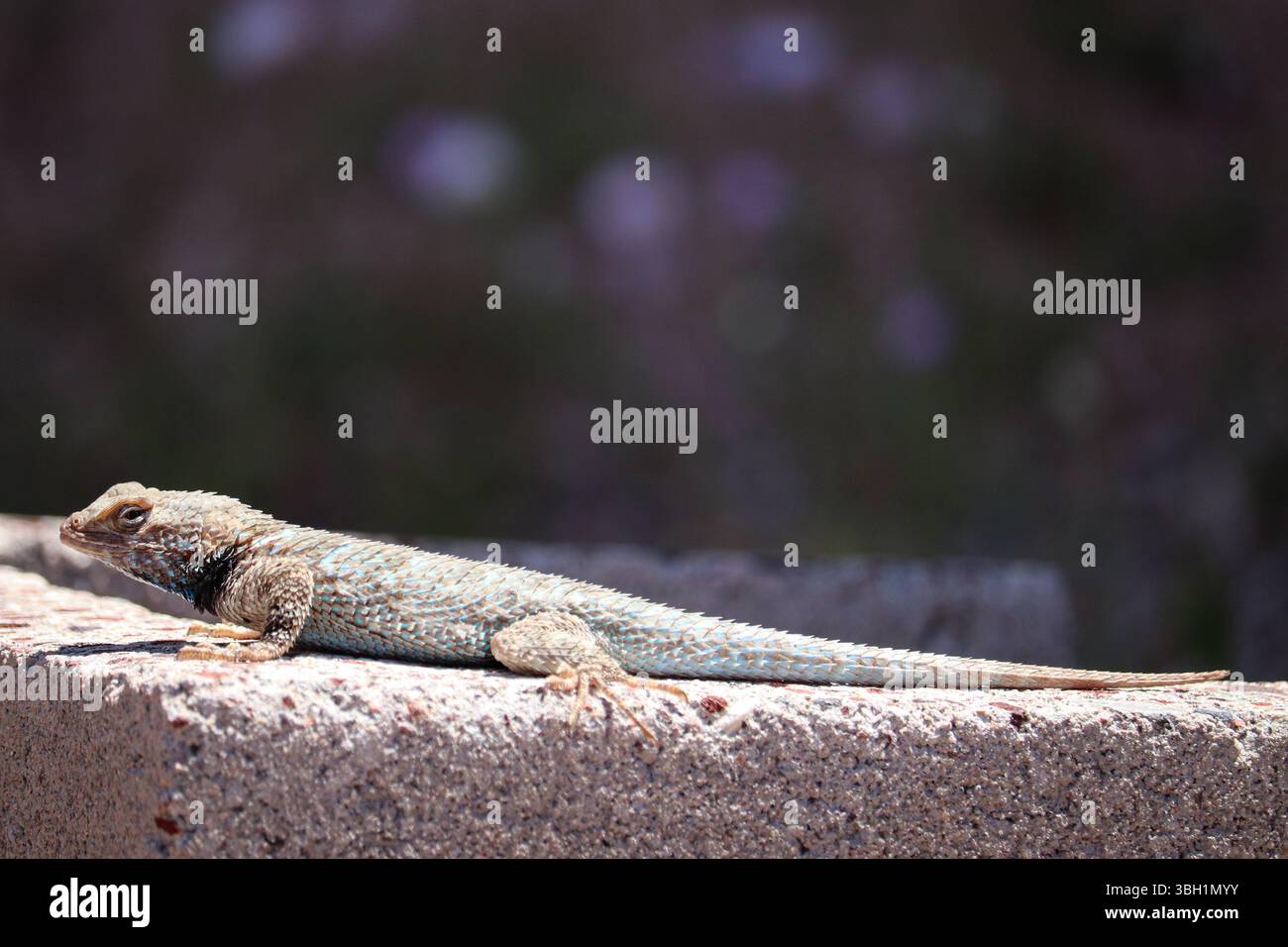 Desert lizard on block hi-res stock photography and images - Alamy