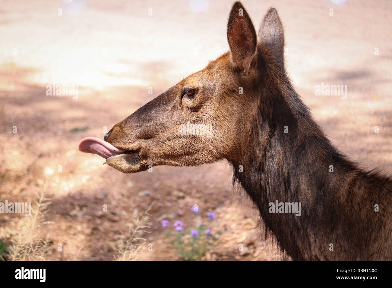 Portrait of a Female elk or Cervus canadensis with her tongue sticking ...