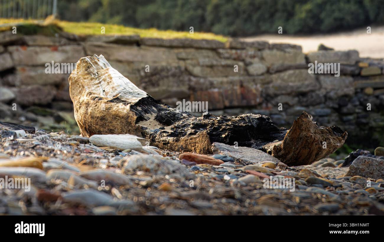 Large sections of Drift Wood washed up in recent storms, Cambois Beach ...