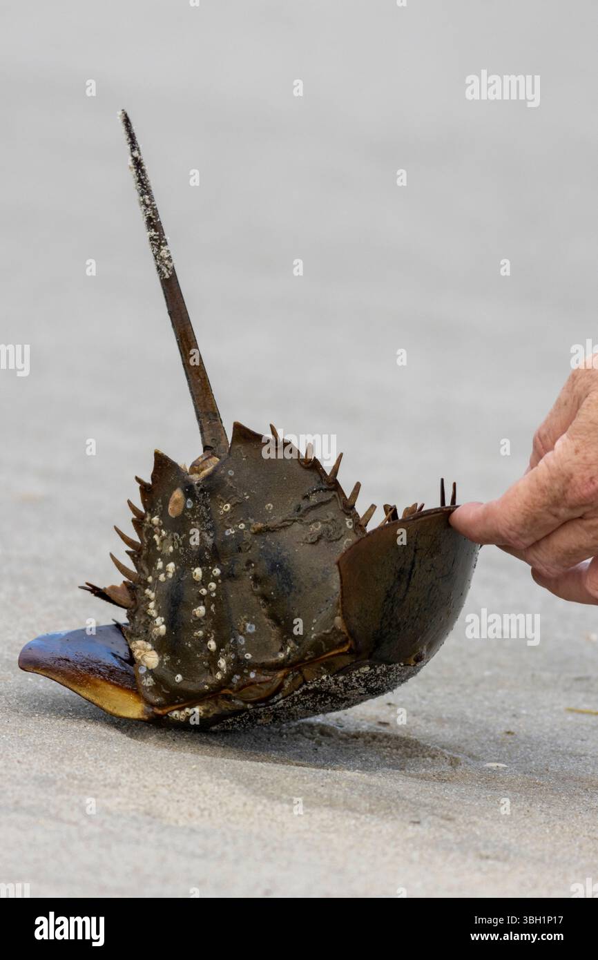 Horseshoe Crab, Limulidae, near water, bent in half Stock Photo - Alamy