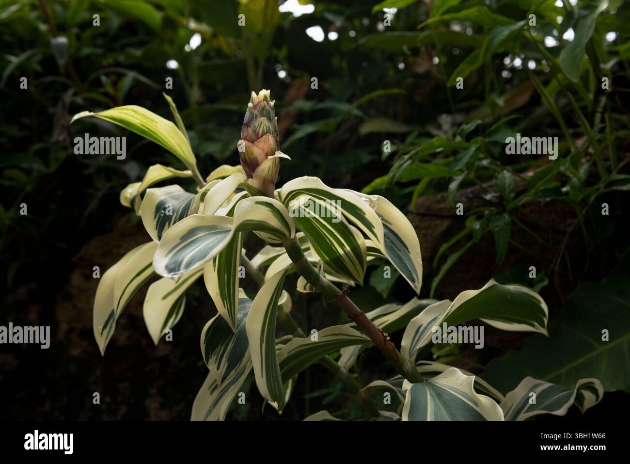 Spiral Ginger, Costus arabicus Variegata Stock Photo - Alamy