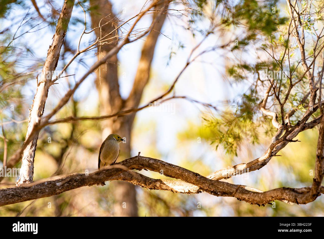 small bird on a tree branch Stock Photo - Alamy