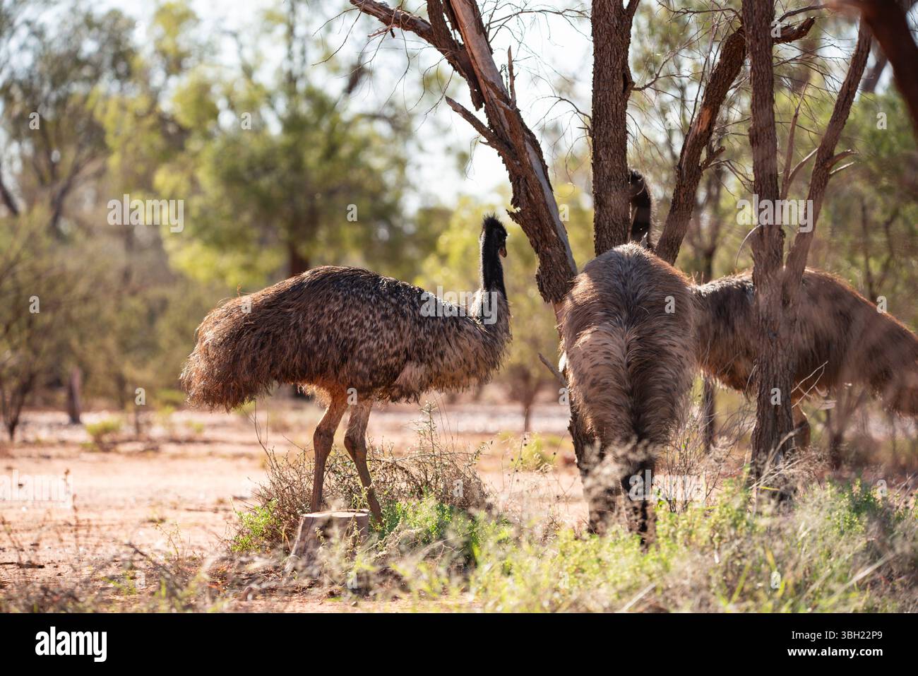 portrait of an Emu close up Stock Photo - Alamy
