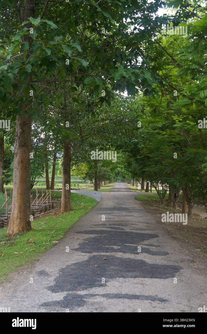 Lush tropical pathway lined hi-res stock photography and images - Alamy