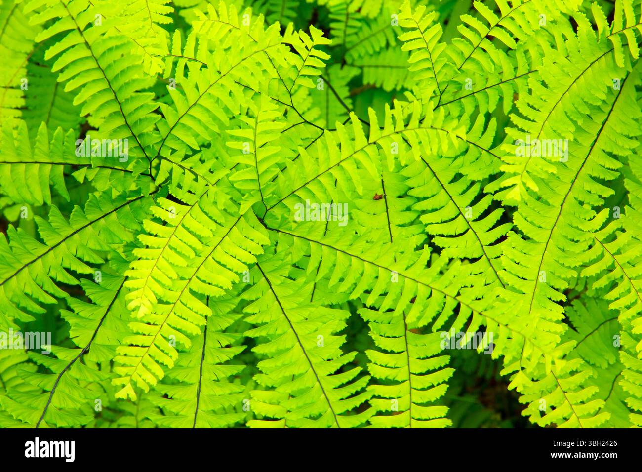 Five fingered fern (Adiantum pedatum) along Gorge Trail, John B. Yeon ...