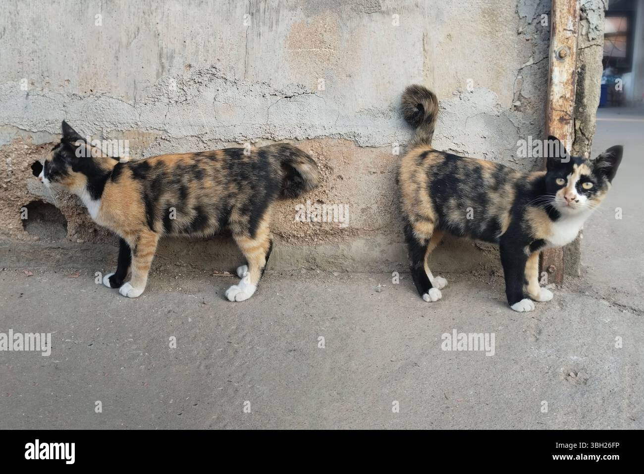 Calico cats hi-res stock photography and images - Alamy