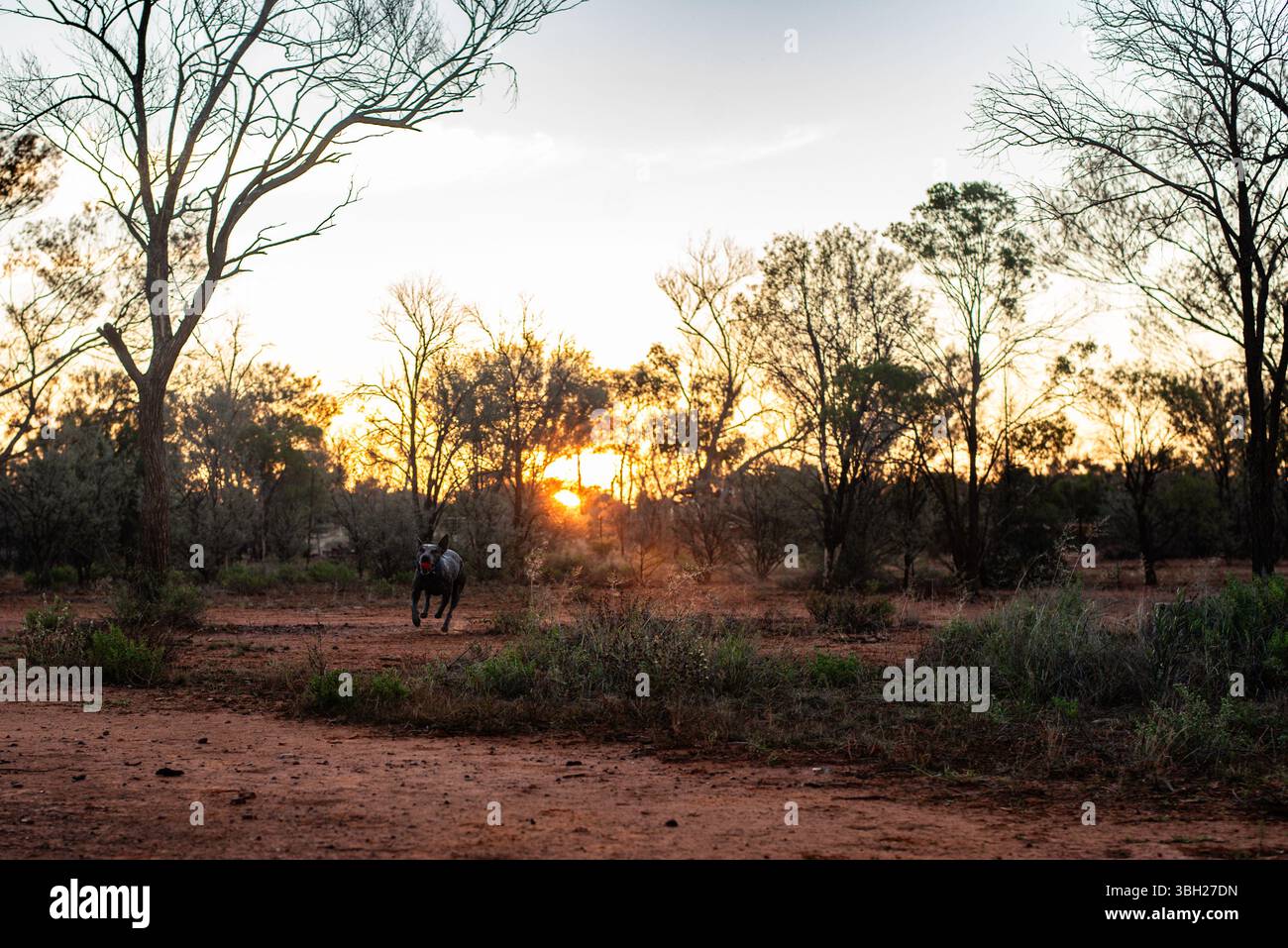 blue heeler running through the outback Stock Photo - Alamy