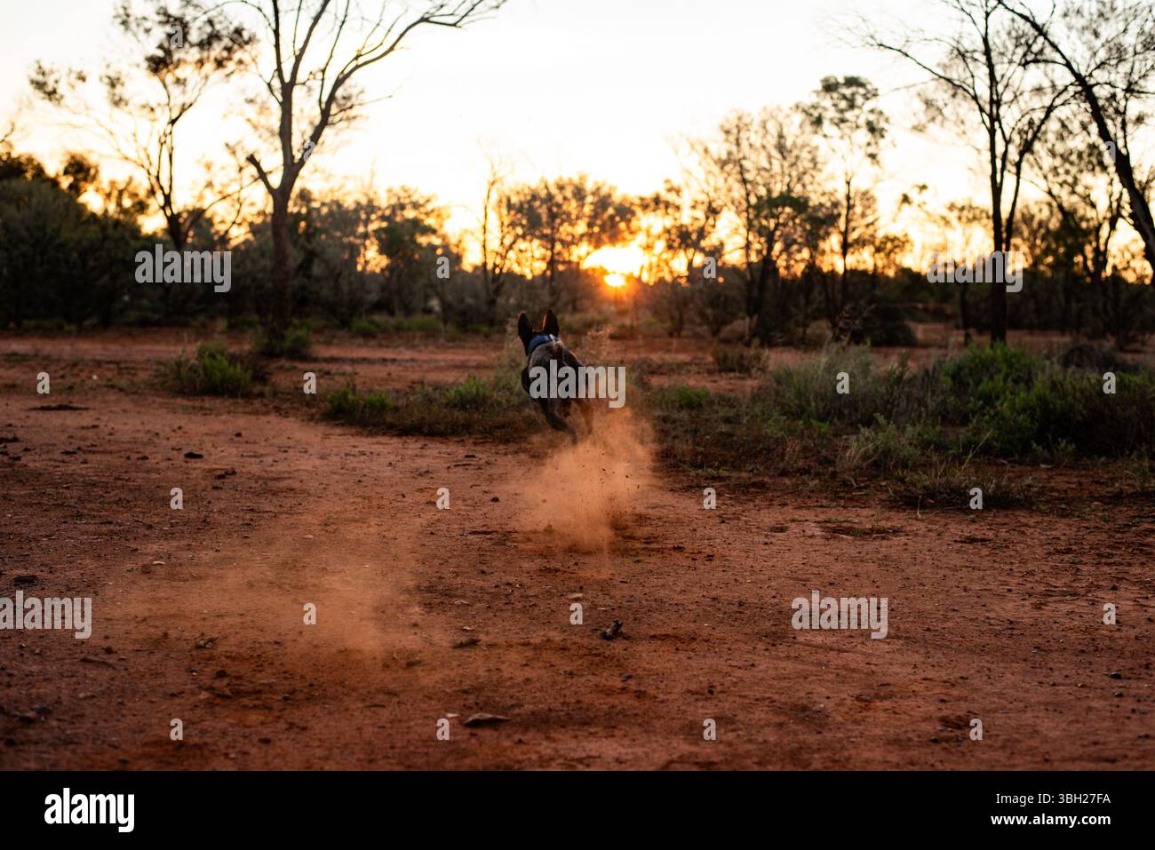 blue heeler running through the outback Stock Photo - Alamy