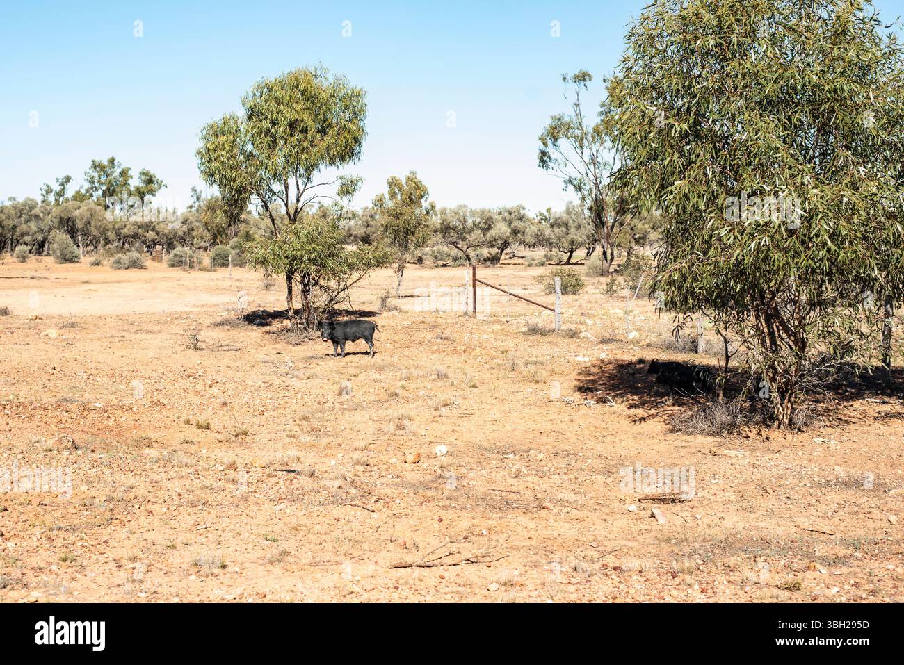 Feral animal in australian bush hi-res stock photography and images - Alamy