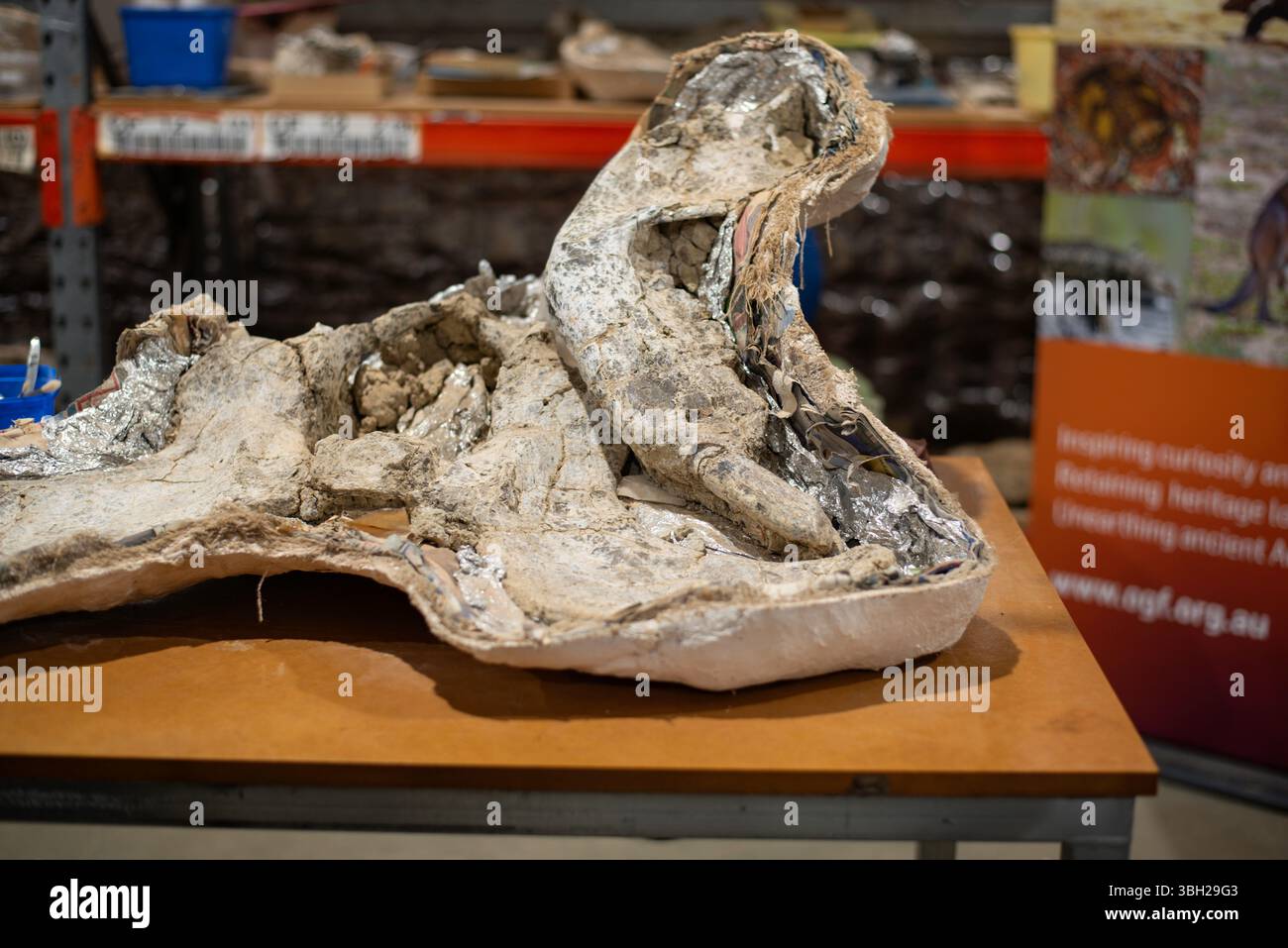 dinosaur bones from Eromanga Stock Photo - Alamy