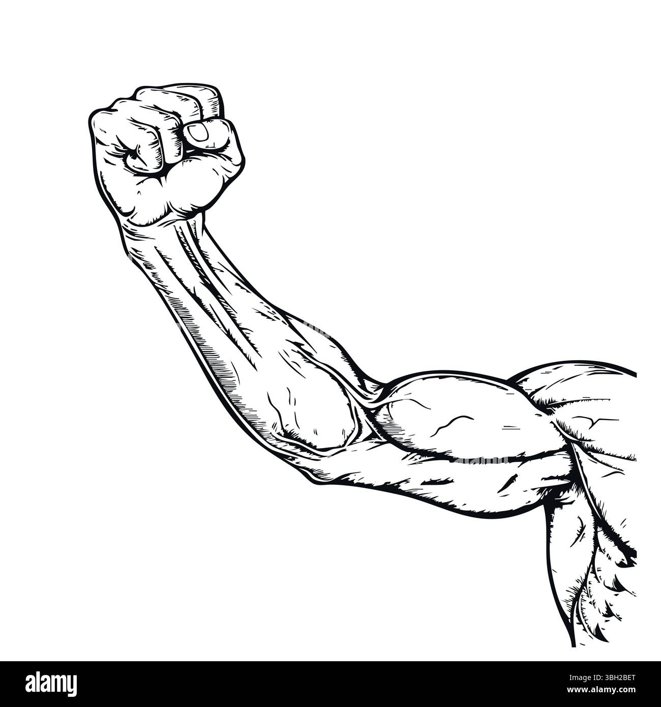 Arm muscle sketch converted to vector Stock Vector Image & Art - Alamy