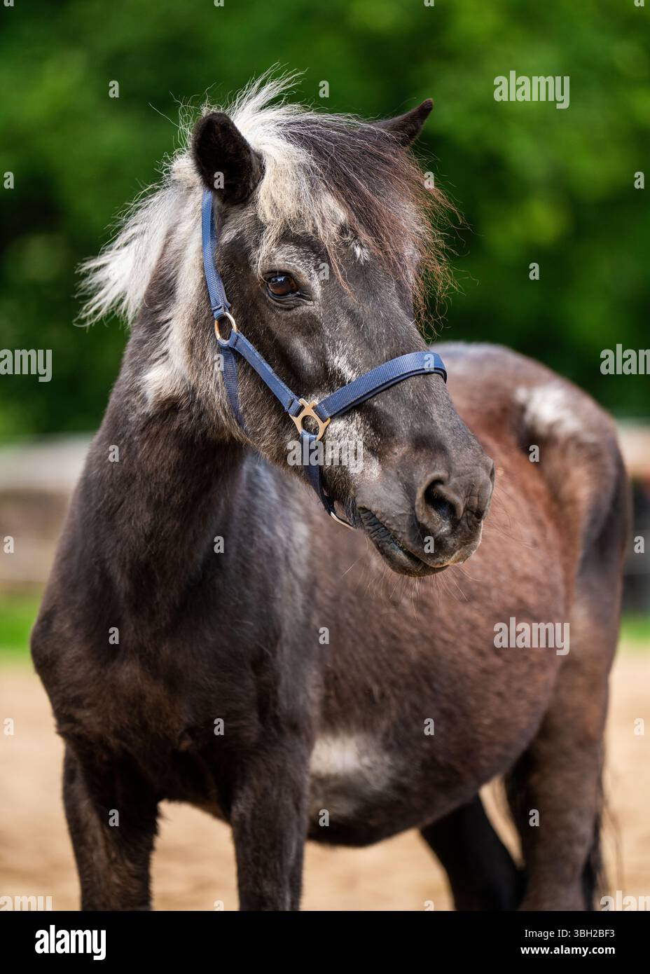 Detailed view of an old grey horse's face and mane. Mature animal with ...
